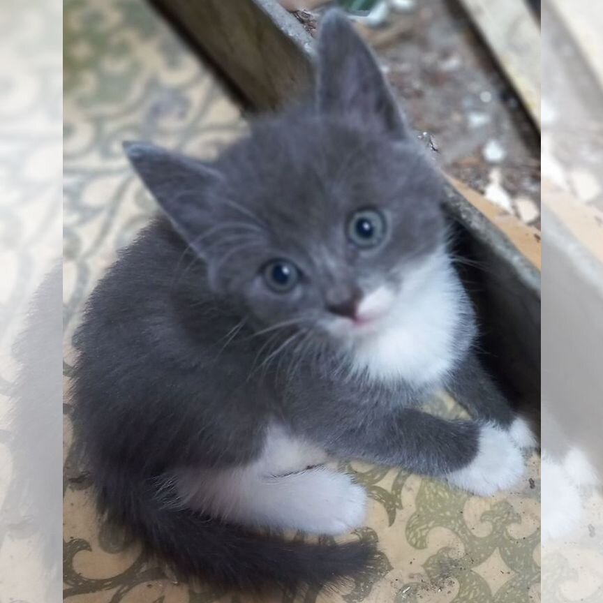 Котята от Сибирской кошки