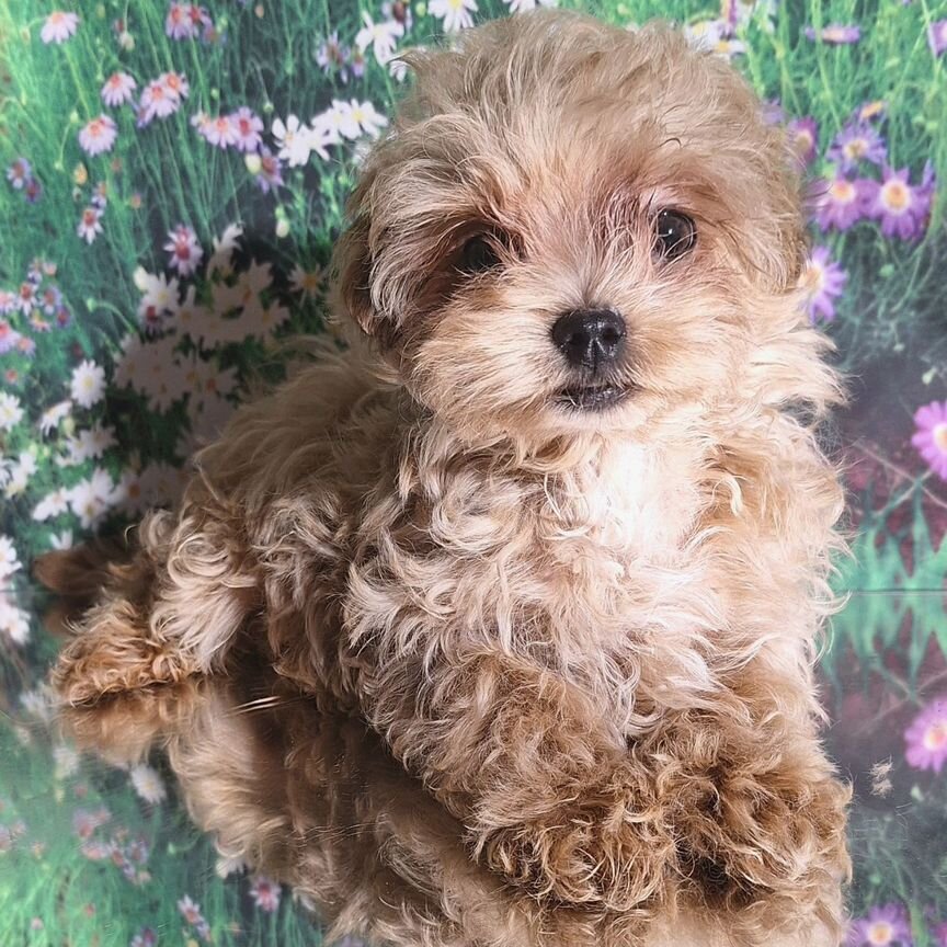 Мальтипу, щенок