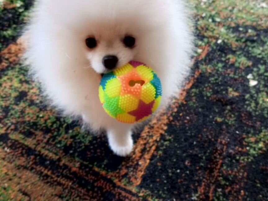 Померанский шпиц