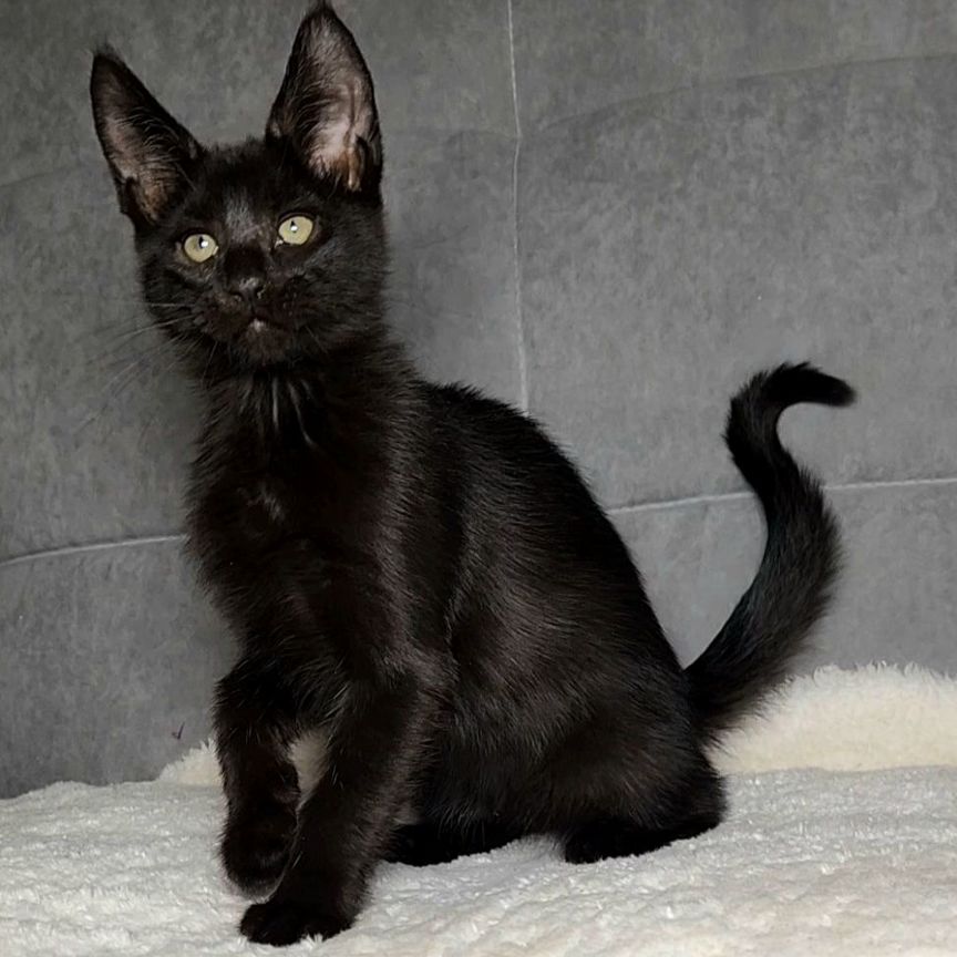 Черные Каракетики