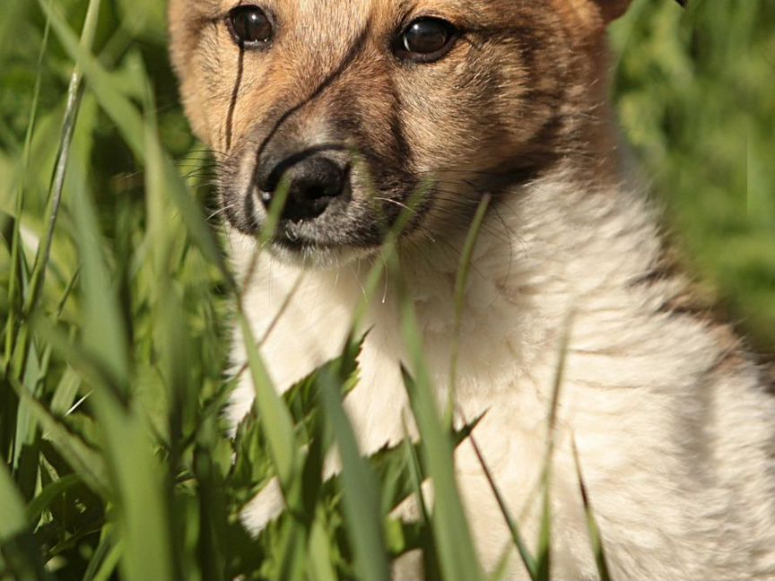 Скай ищет дом, бесплатно