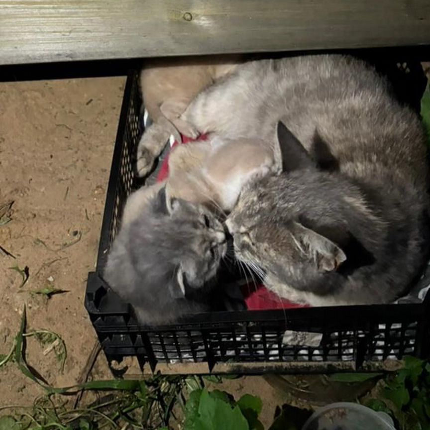 Кошка и котята в добрые руки