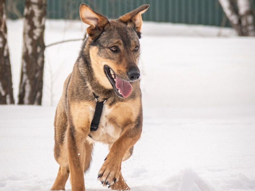 Активная девочка Рози тоскует в приюте