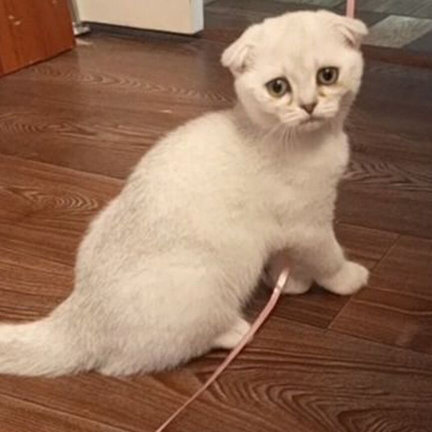 Шотландский вислоухий короткошёрстный котёнок