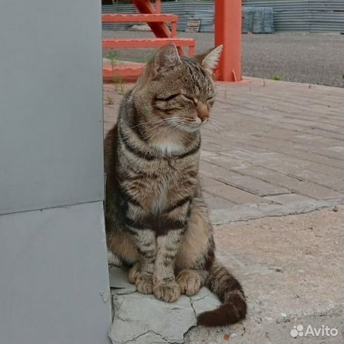 Котик Паштет в добрые руки