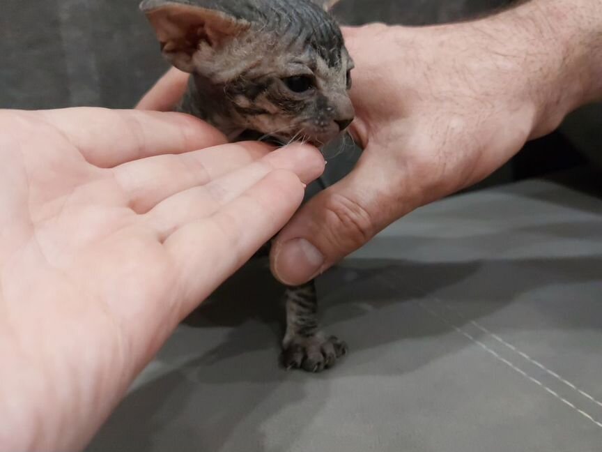 Донской сфинкс котята