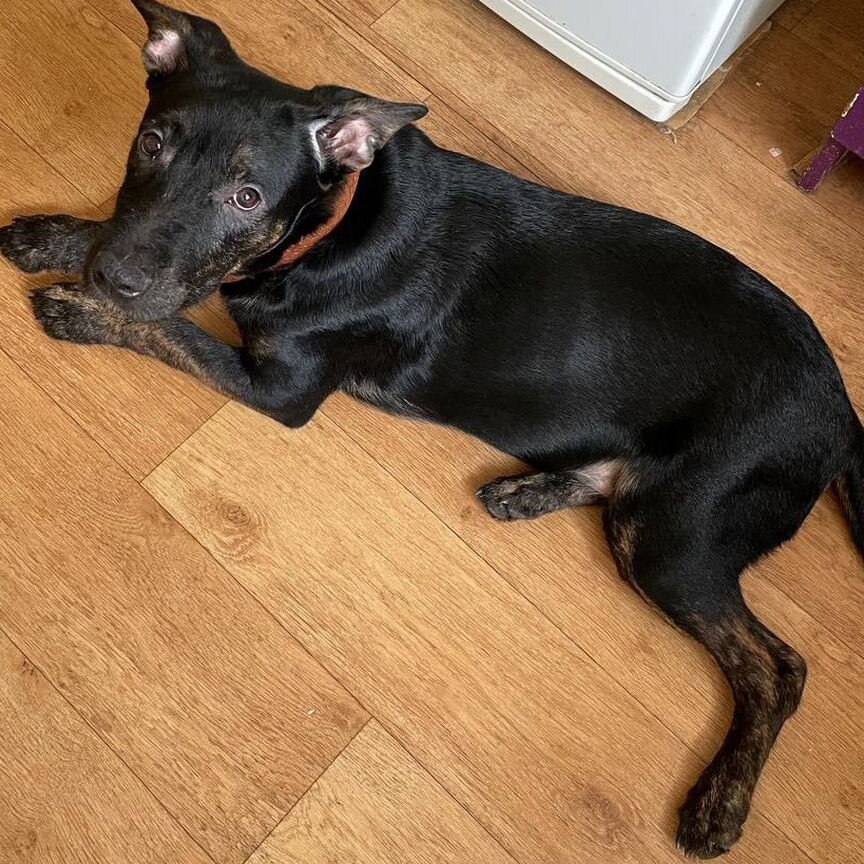 Американский стаффордширский терьер, щенок