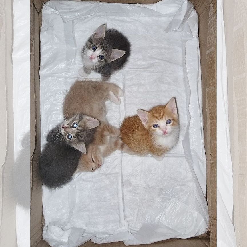 Котёнок в добрые руки