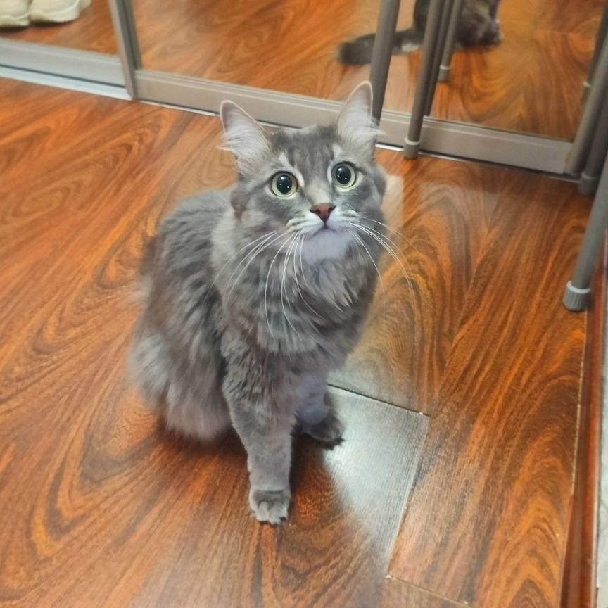 В добрые руки