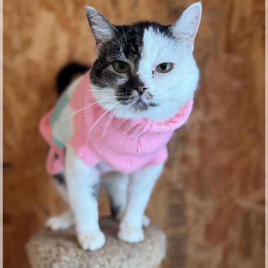 Взрослая, Девочка кошка в добрые руки