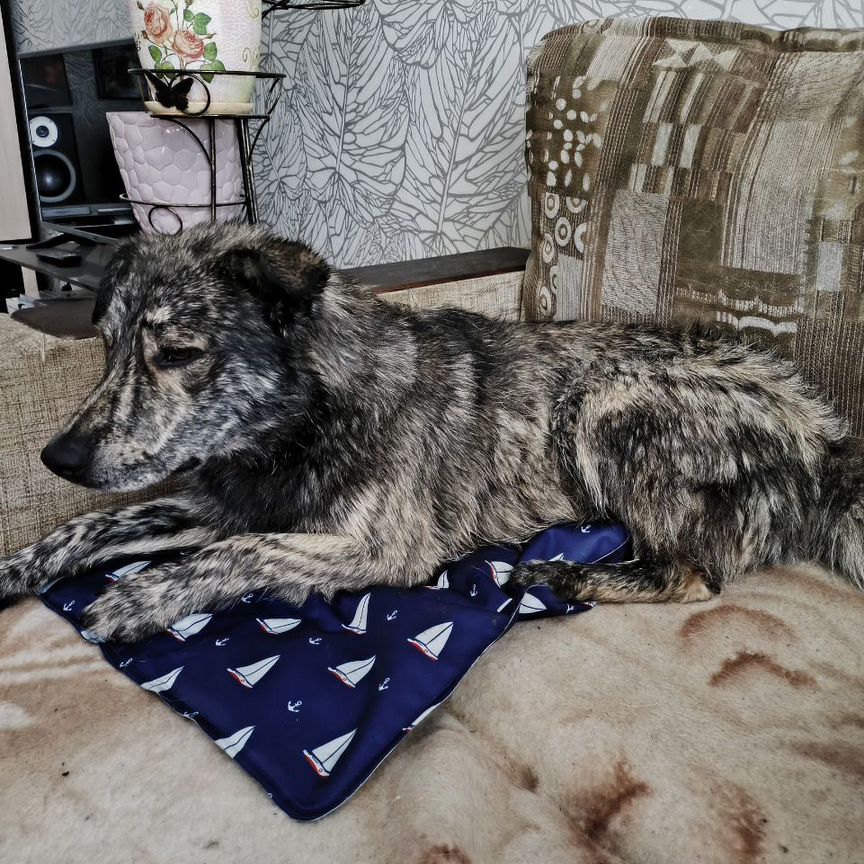 Собакен в добрые руки