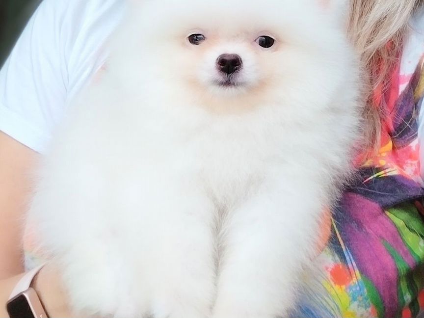 Миничка шпиц