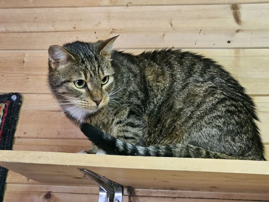 Кошка в добрые руки