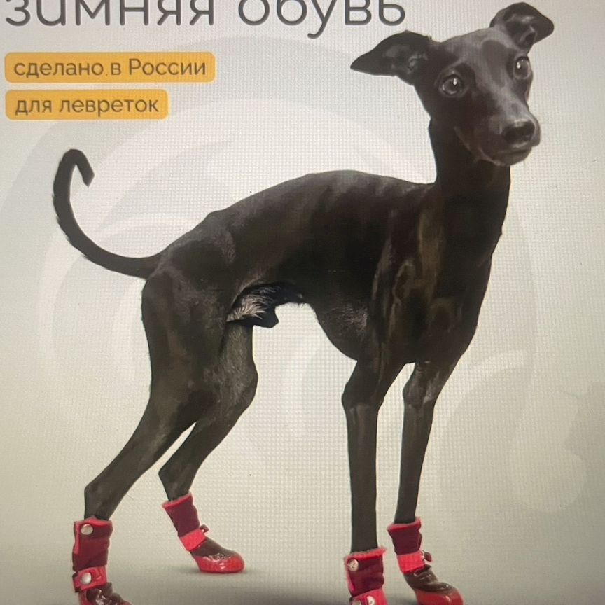 Обувь для собак Левреток зимняя