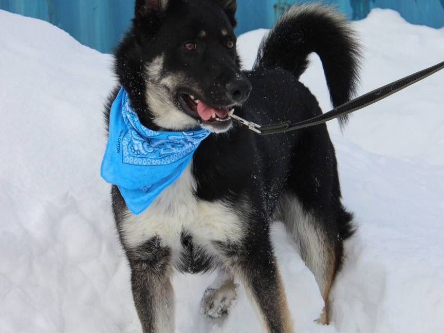 Собаке Гектору нужен друг