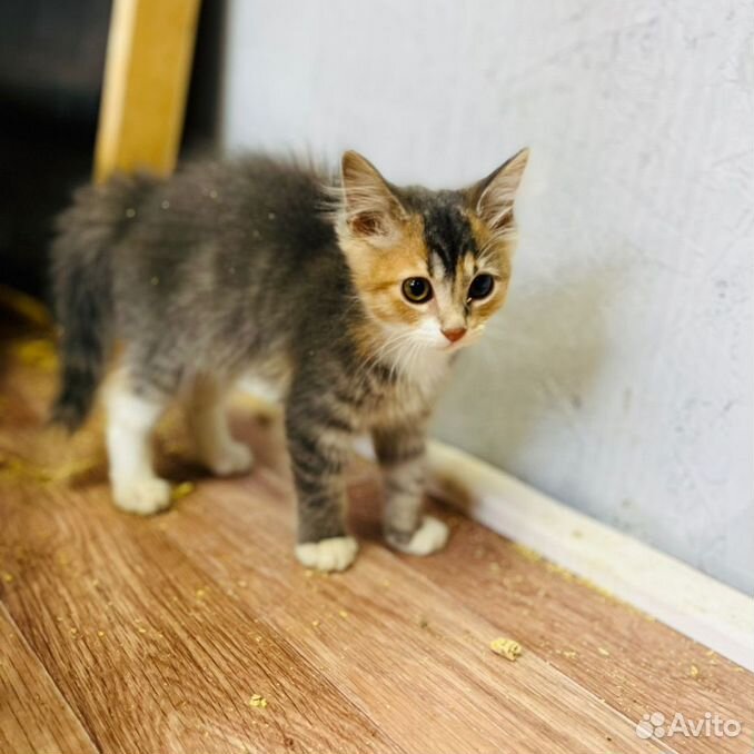 Котята трехцветные 2 мес