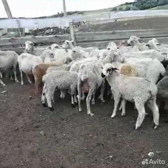 Овцы, ягнята