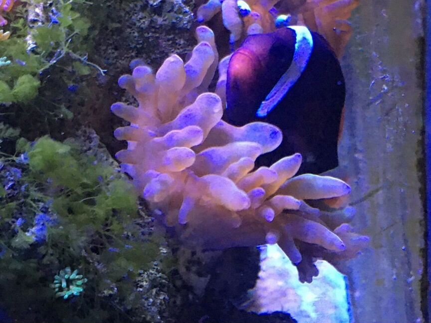 Морская рыбка клоун томатный