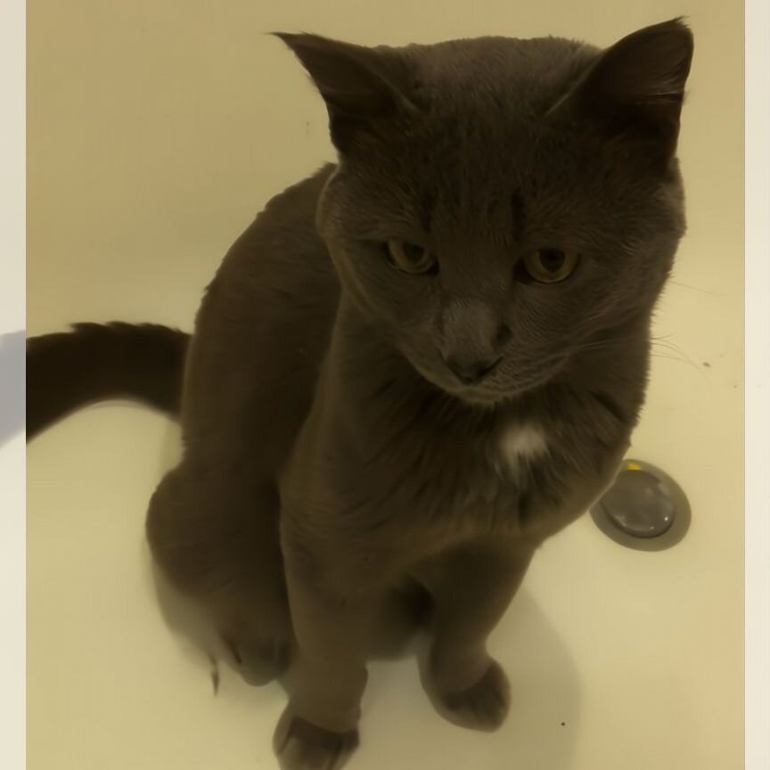 Британский короткошёрстный, взрослый кот