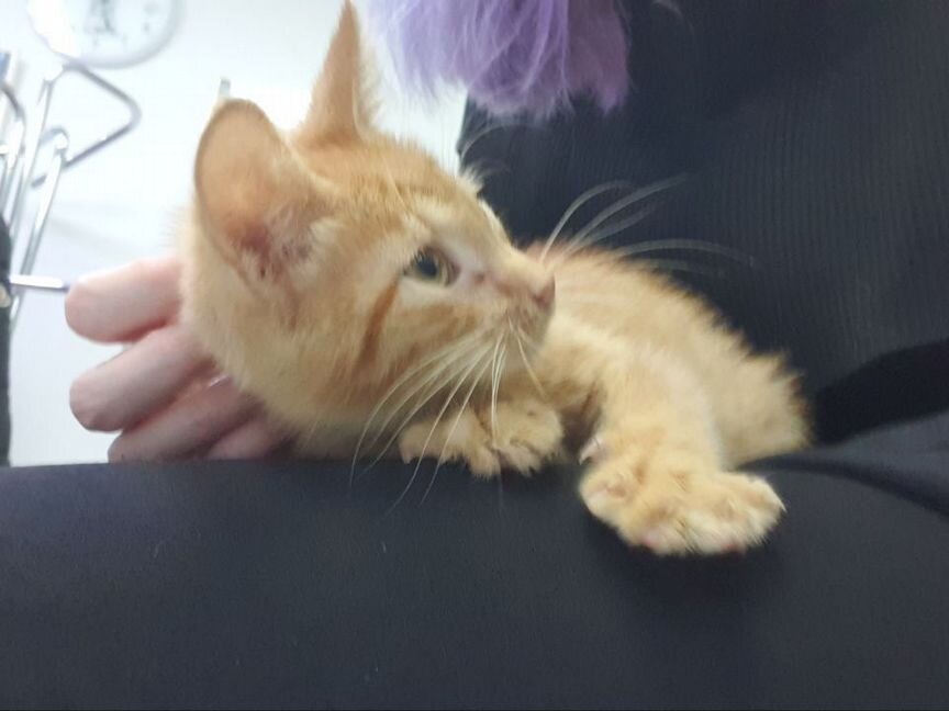 Рыжий Сэр Ночка