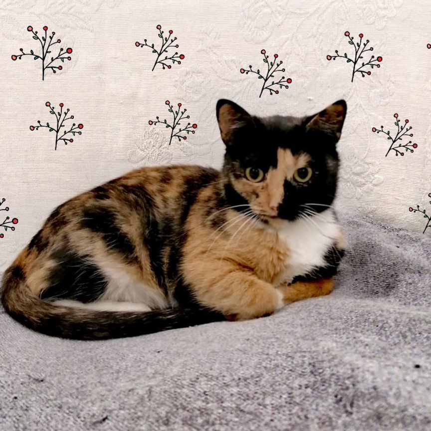 Нежная, чудесная кошечка оригинального окраса