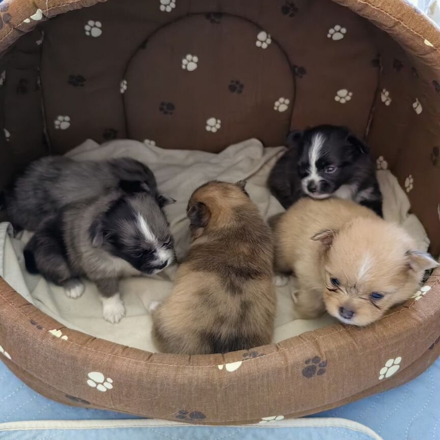 Чудо в лукошке