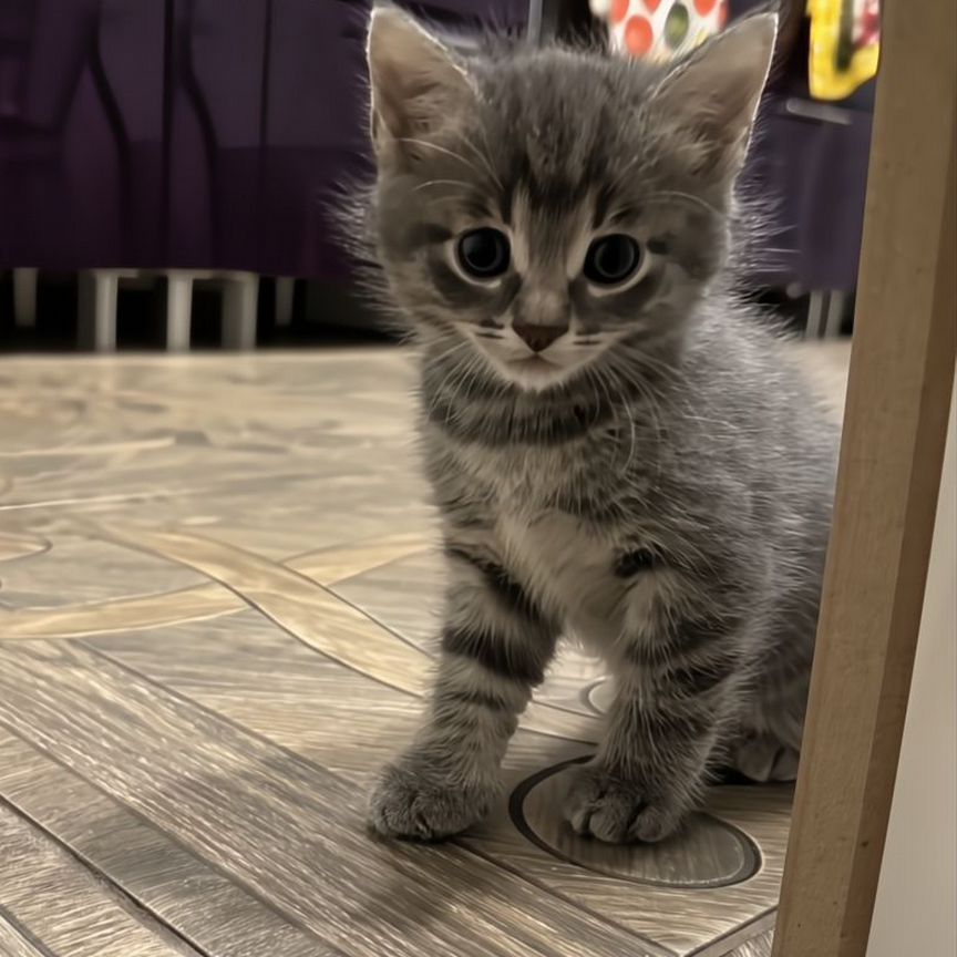 Русский голубой котёнок