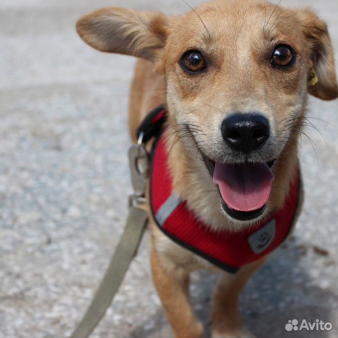 Крошка Фаечка ждет вас в отлове