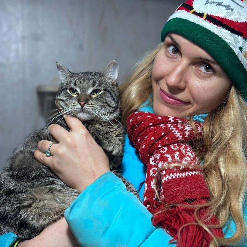 Кот в добрые руки