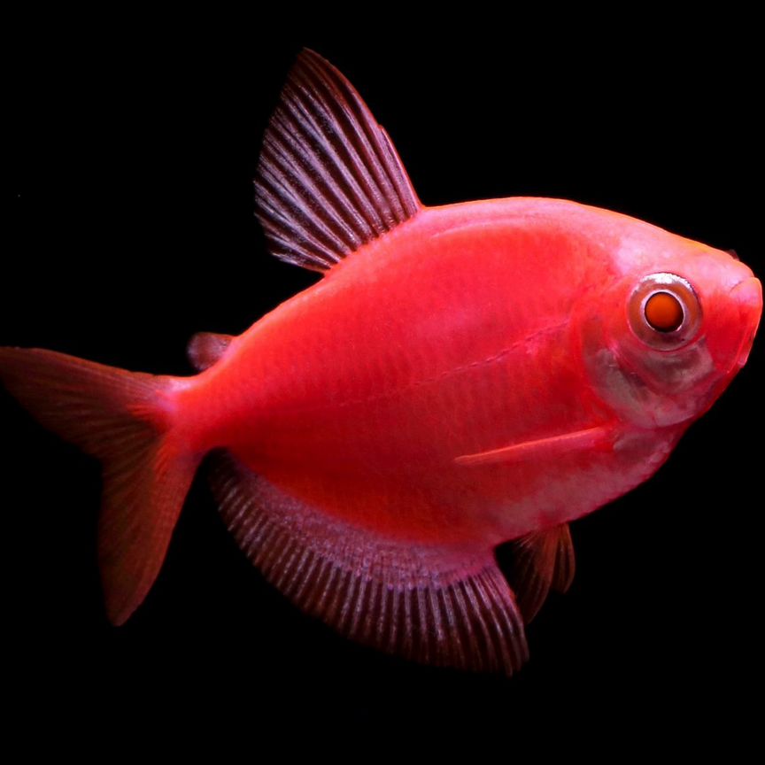 Продам Тернеций Красных (GloFish)