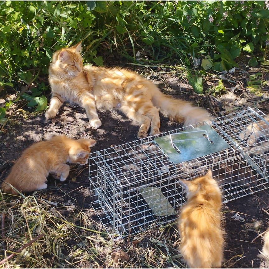 Котята (бобтейл, мейн-кун)