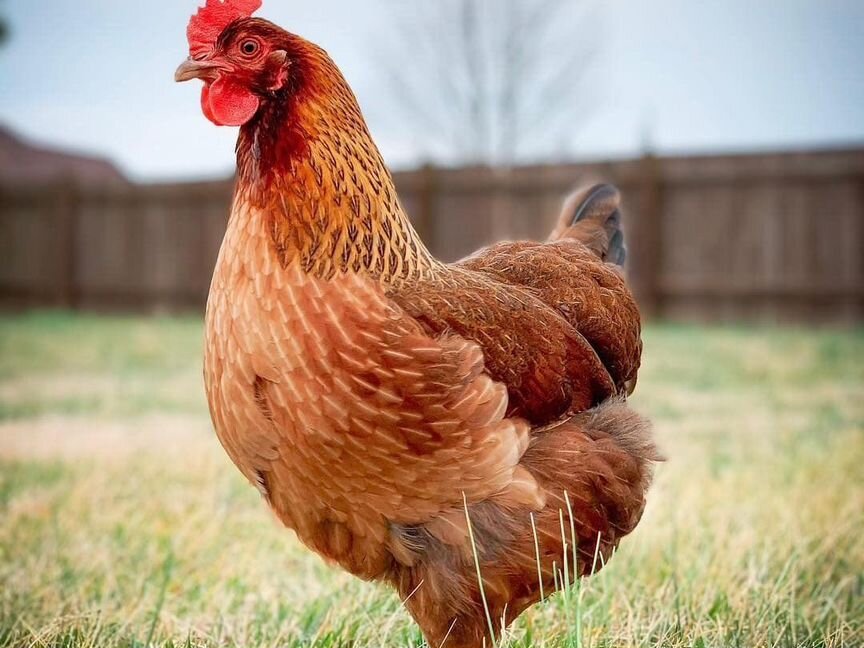 Куры несушки (бронь )