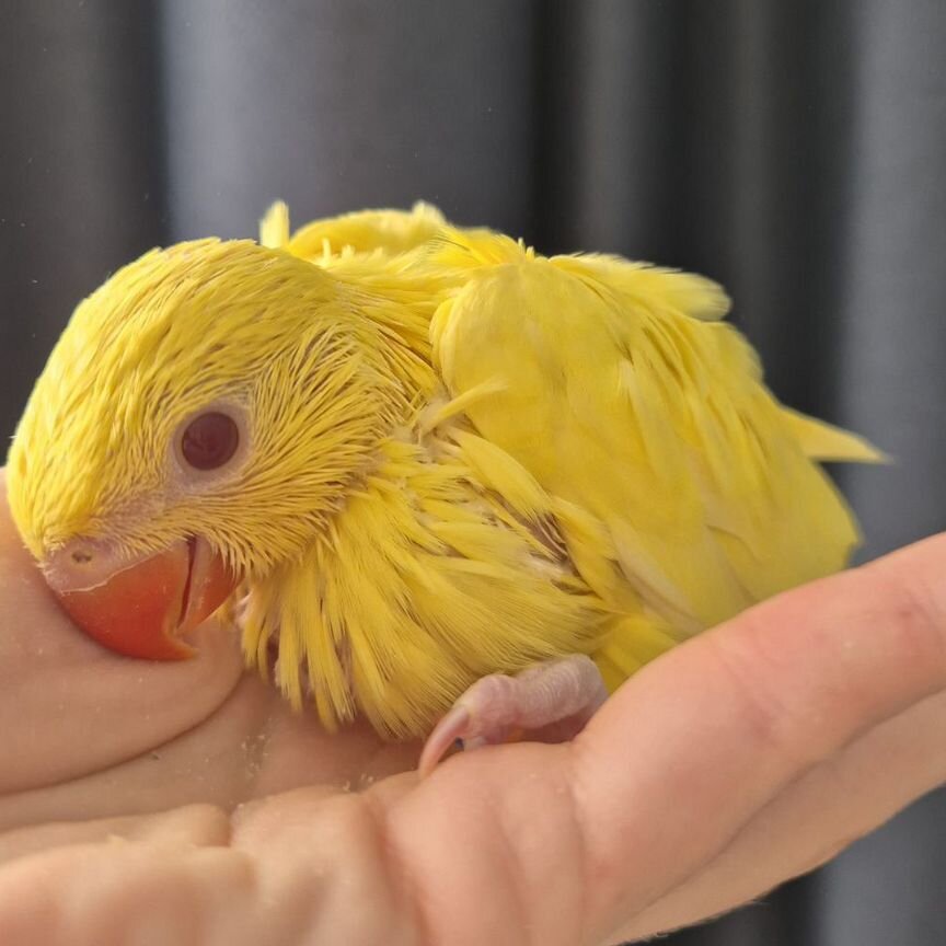 Ожереловый попугай ручной выкормыш