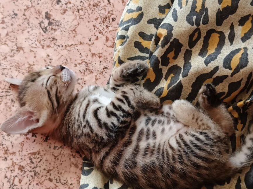 Бенгальские котята
