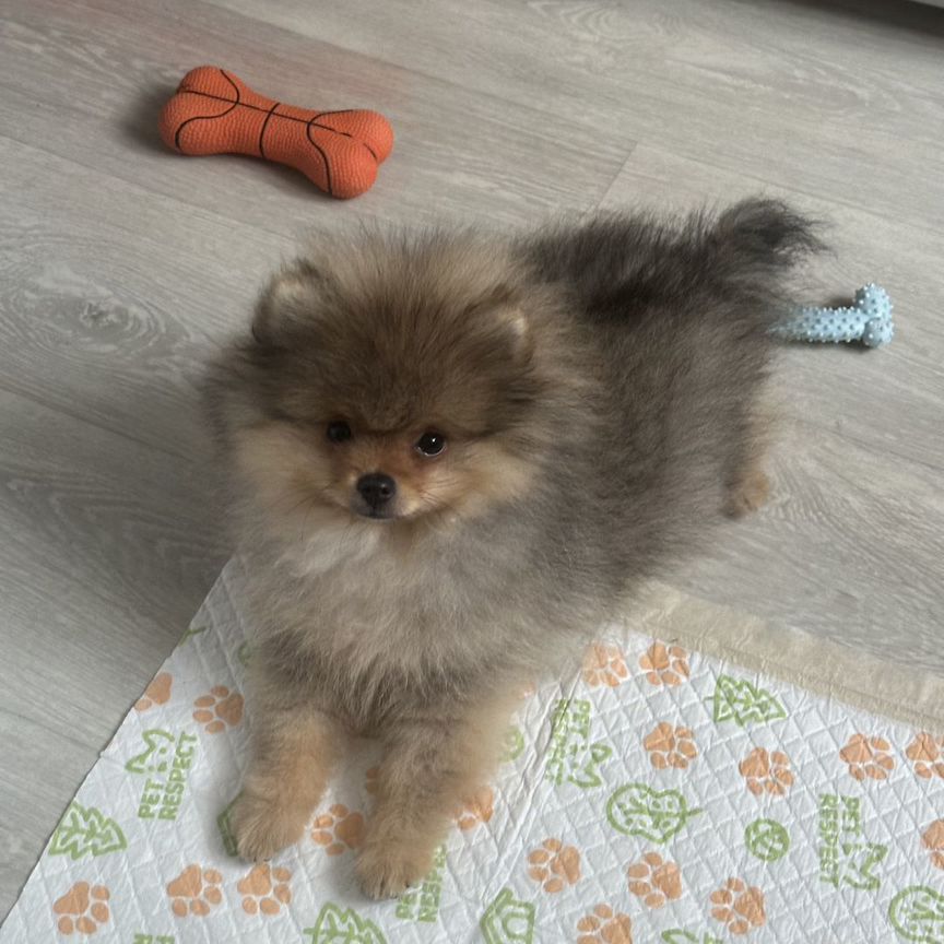 Померанский шпиц