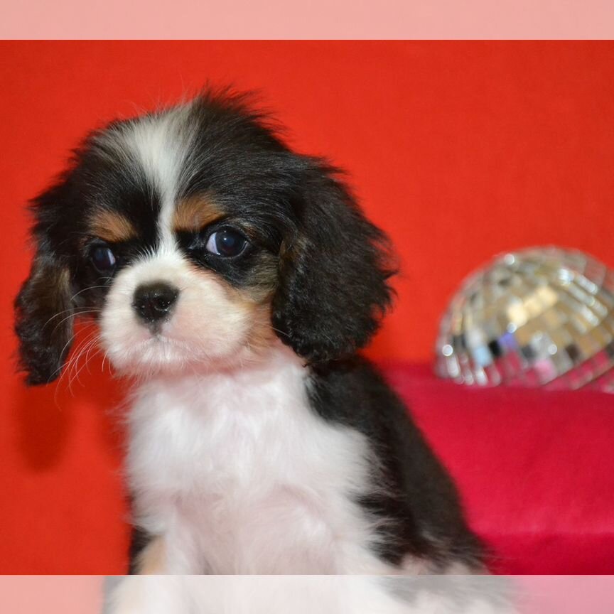 Кавалер кинг-чарльз-спаниель, щенок