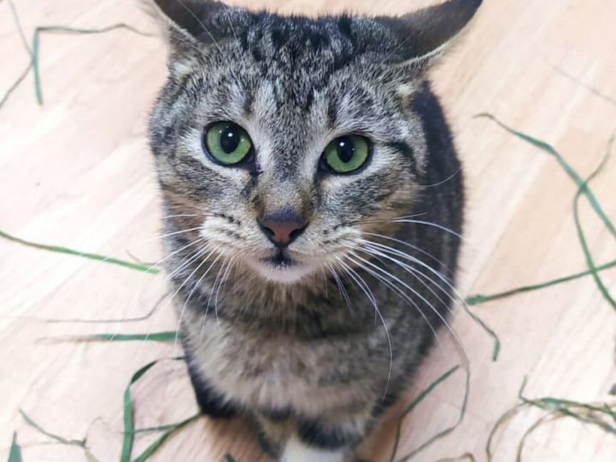 Коттенок Гаврюша