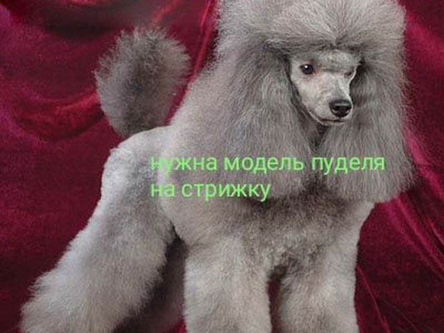 Пудель модель стрижка