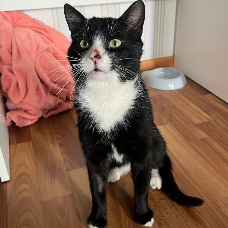 Взрослый кот в добрые руки