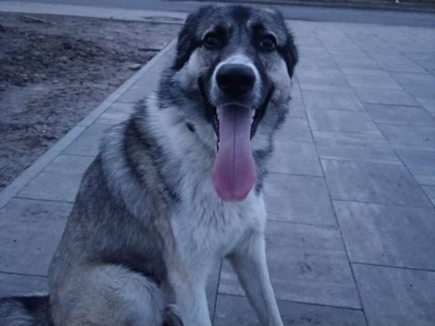 Чудо-Собака ищет дом