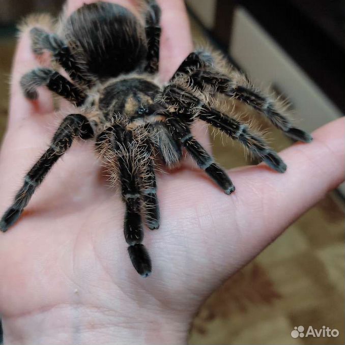 Пауки птицееды