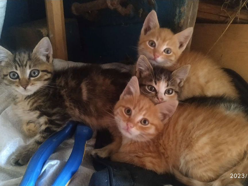 Котята от деревенской кошки мышеловки