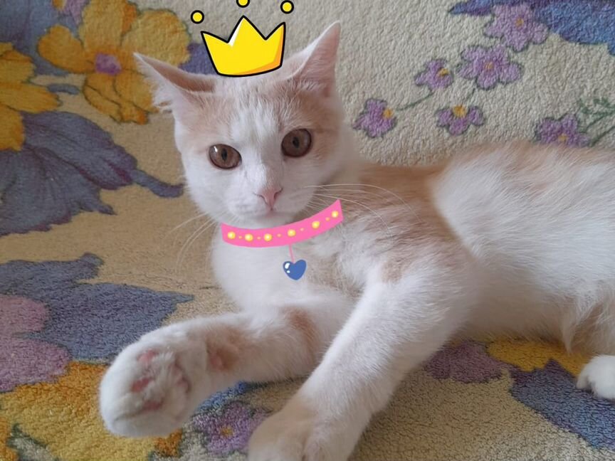 Рыженький ласковый котик Сёмка