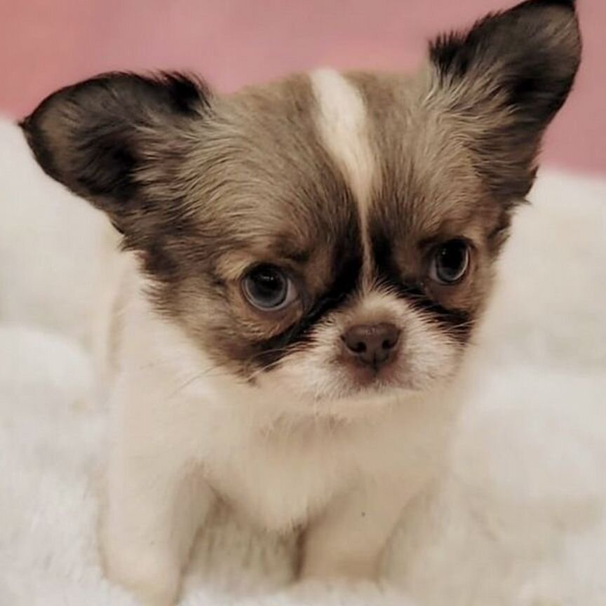 Чихуахуа, щенок