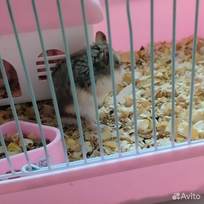 Хомячки джунгарики