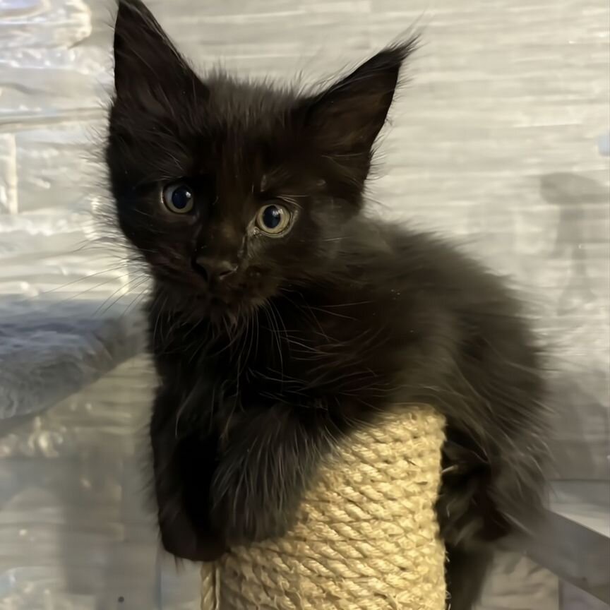 Мейн-кун котёнок