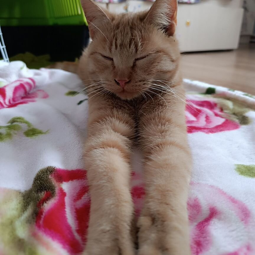 Взрослый кот в добрые руки