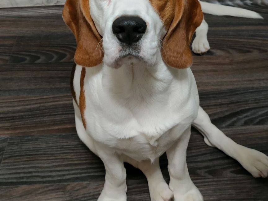 Бигль вязка