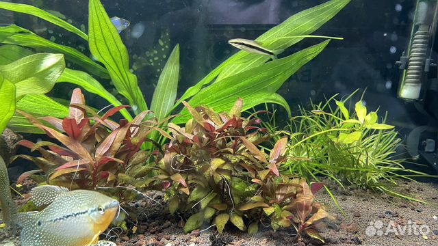 Сиамский водорослеед и гарра спилота