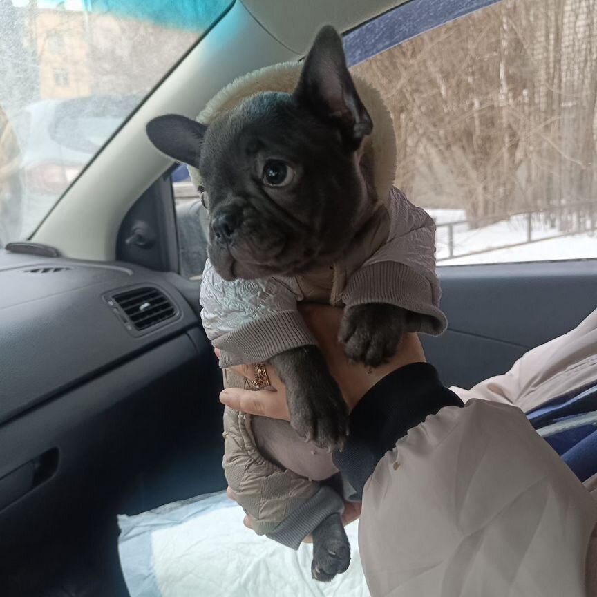 Французский бульдог щенки девочка
